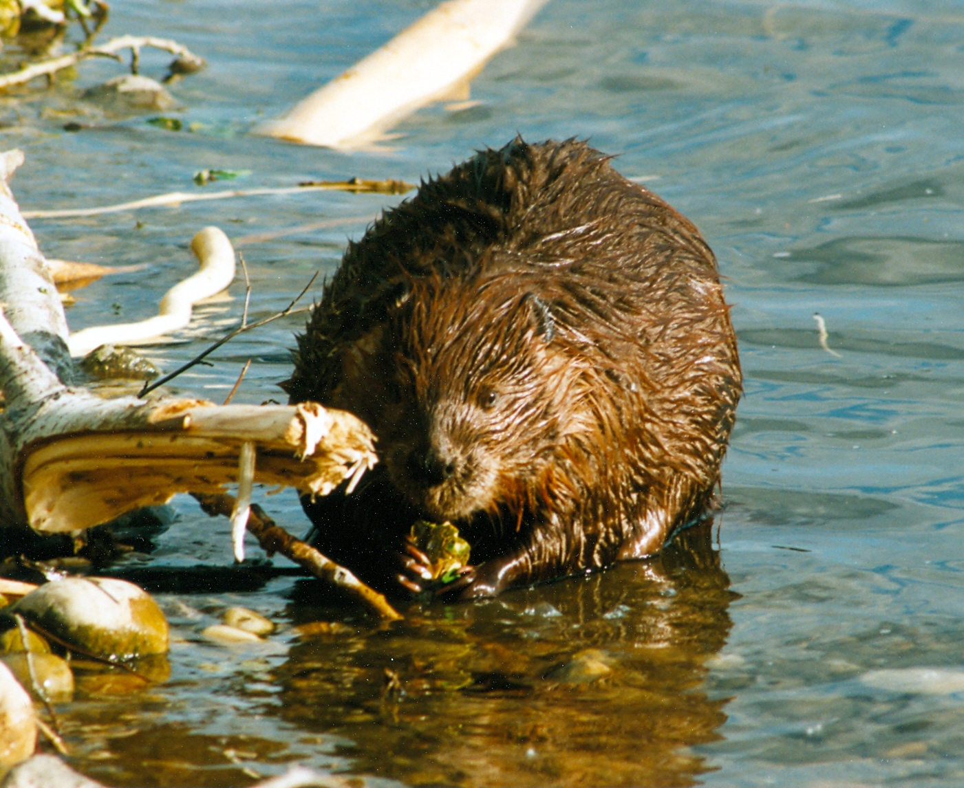 Hiawatha House: Beaver Web Cam